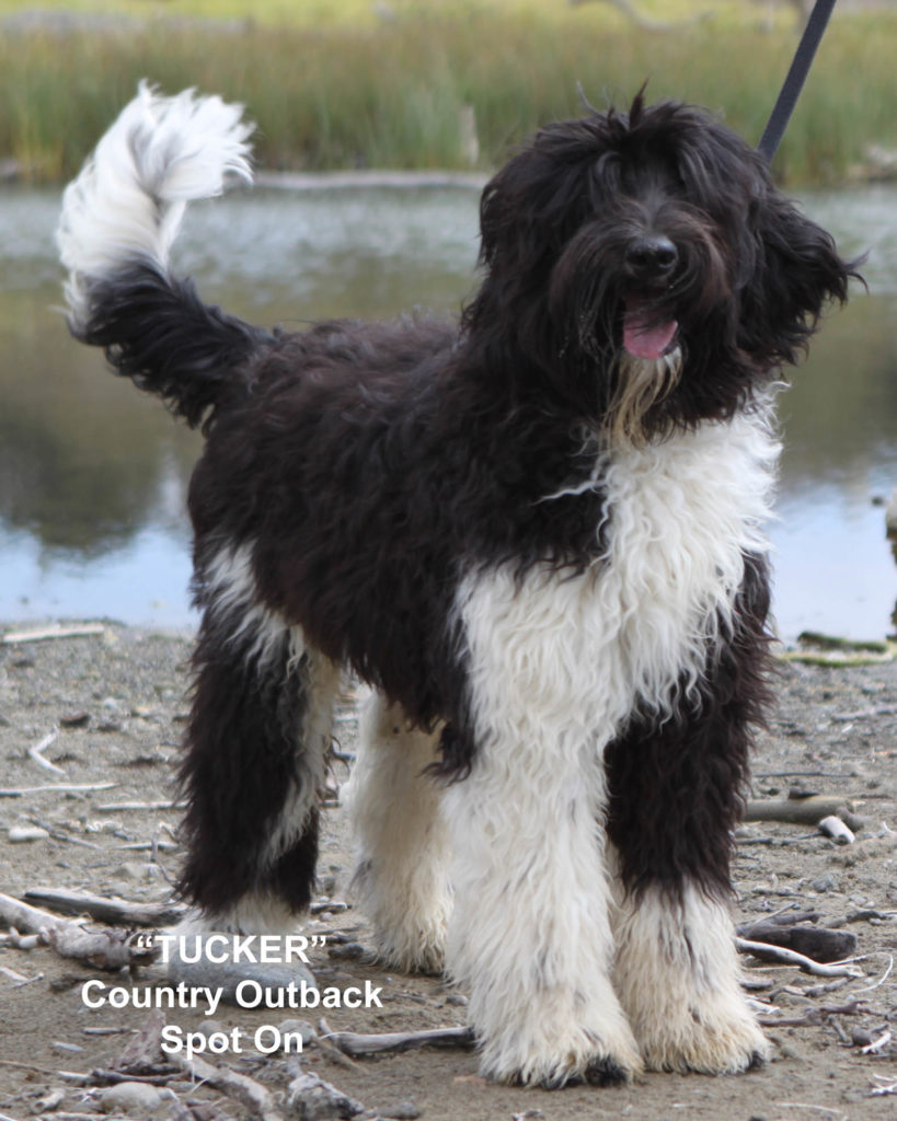 Country Outback Spot On “TUCKER” | Country Labradoodles