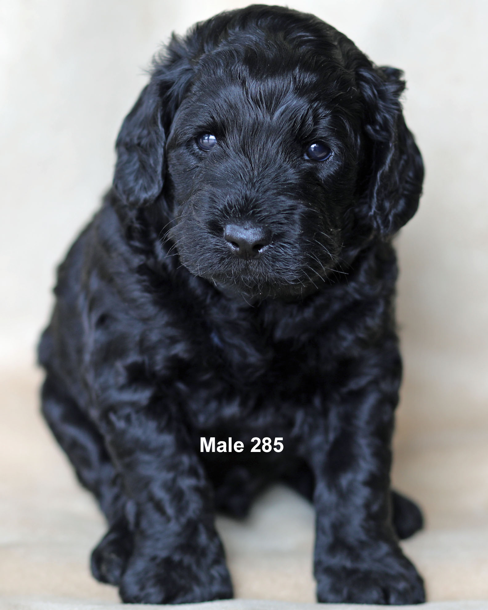 Available Puppies | Country Labradoodles