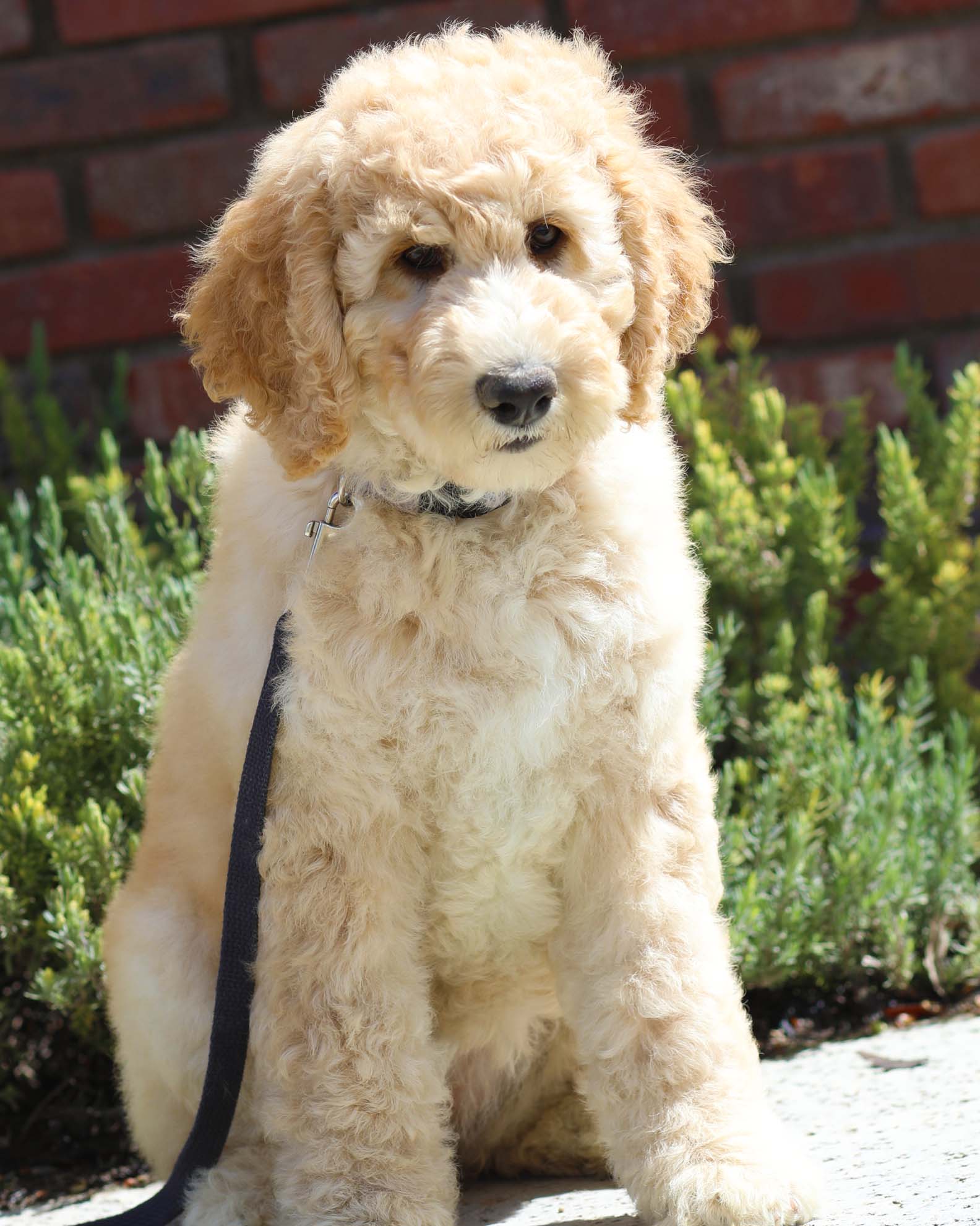 Australian Labradoodle Dogs For Sale at Julia Belcher blog