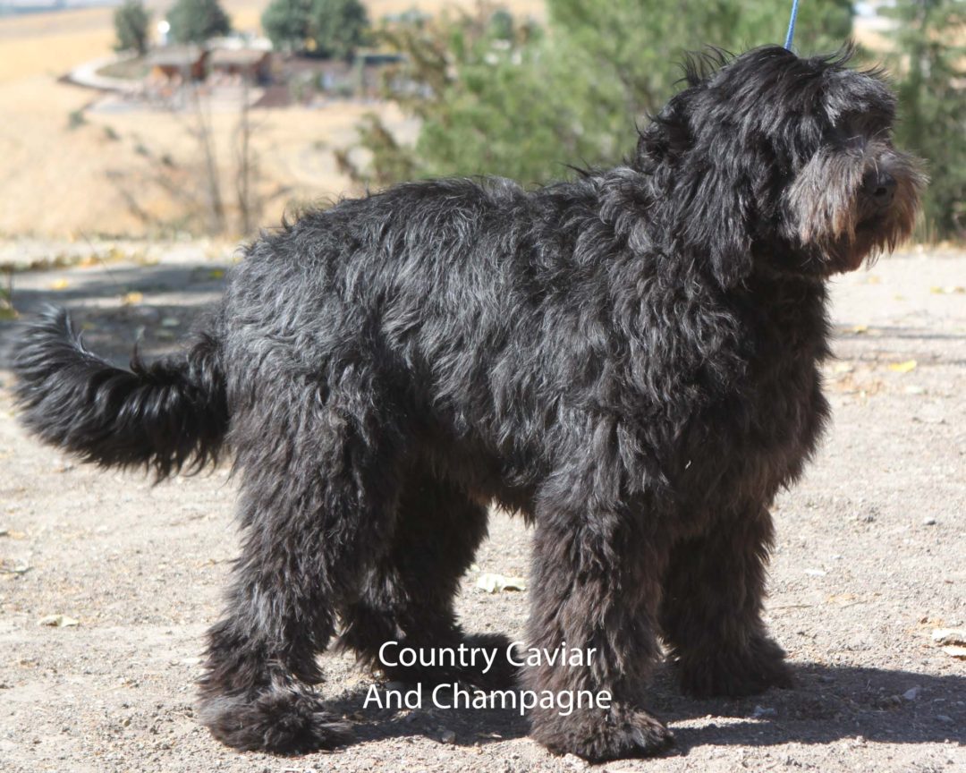 Coat and Color | Country Labradoodles