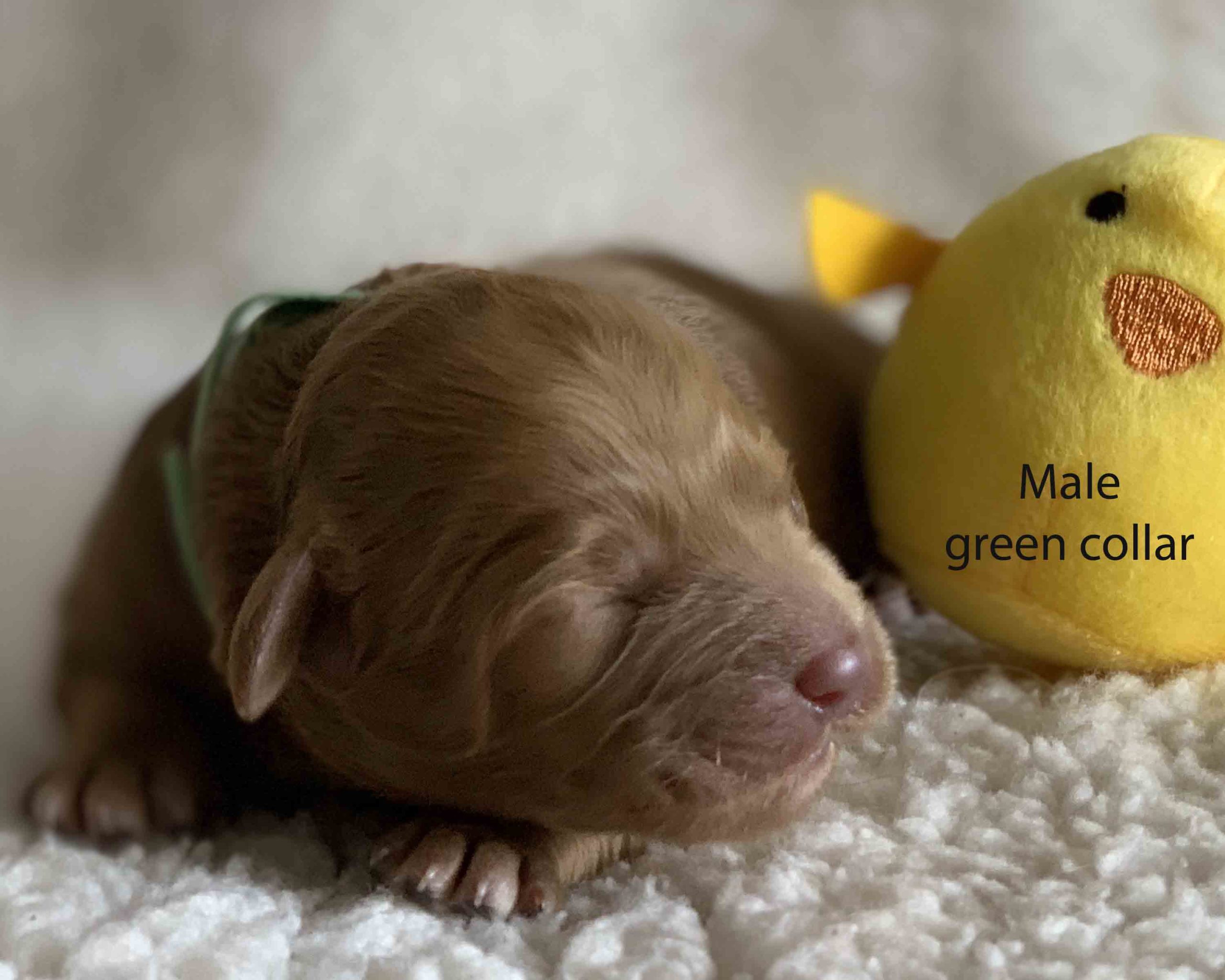 Available Puppies | Country Labradoodles Country Labradoodles