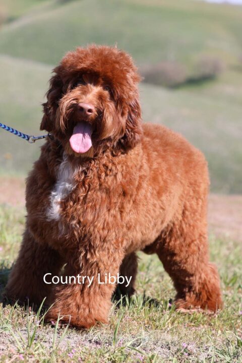 Coat and Color | Country Labradoodles