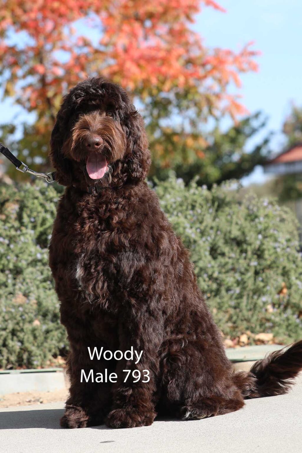 Older Trained Puppies | Country Labradoodles Older Trained Puppies