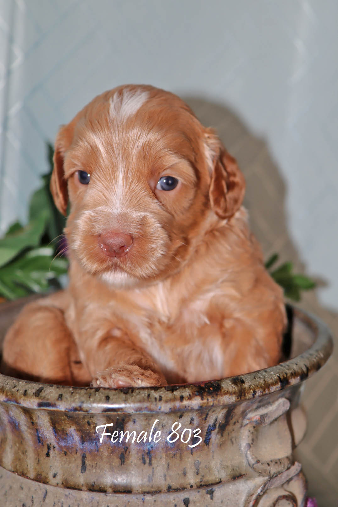 Available Puppies | Country Labradoodles Country Labradoodles