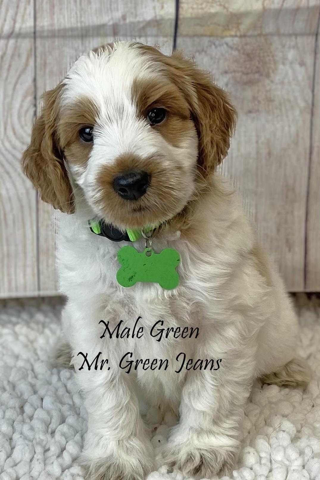 Available Puppies | Country Labradoodles Country Labradoodles