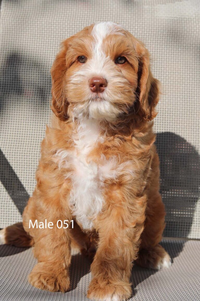 Available Puppies | Country Labradoodles Country Labradoodles