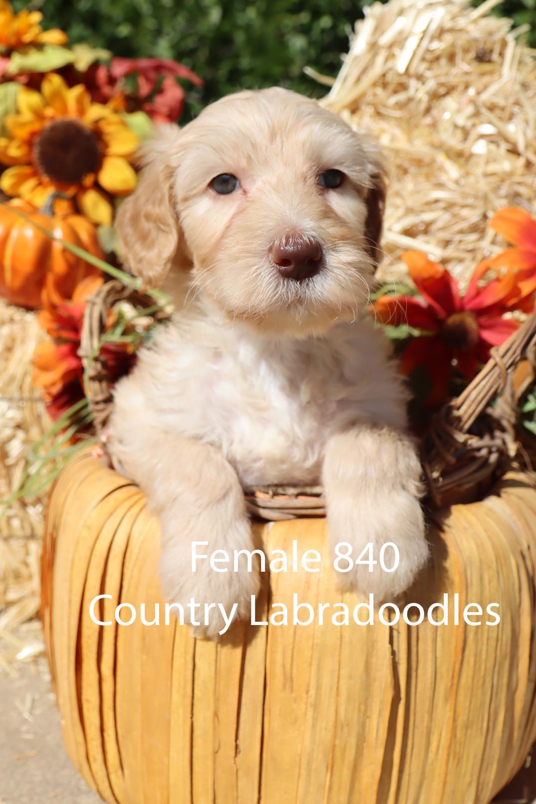 Available Puppies | Country Labradoodles Country Labradoodles