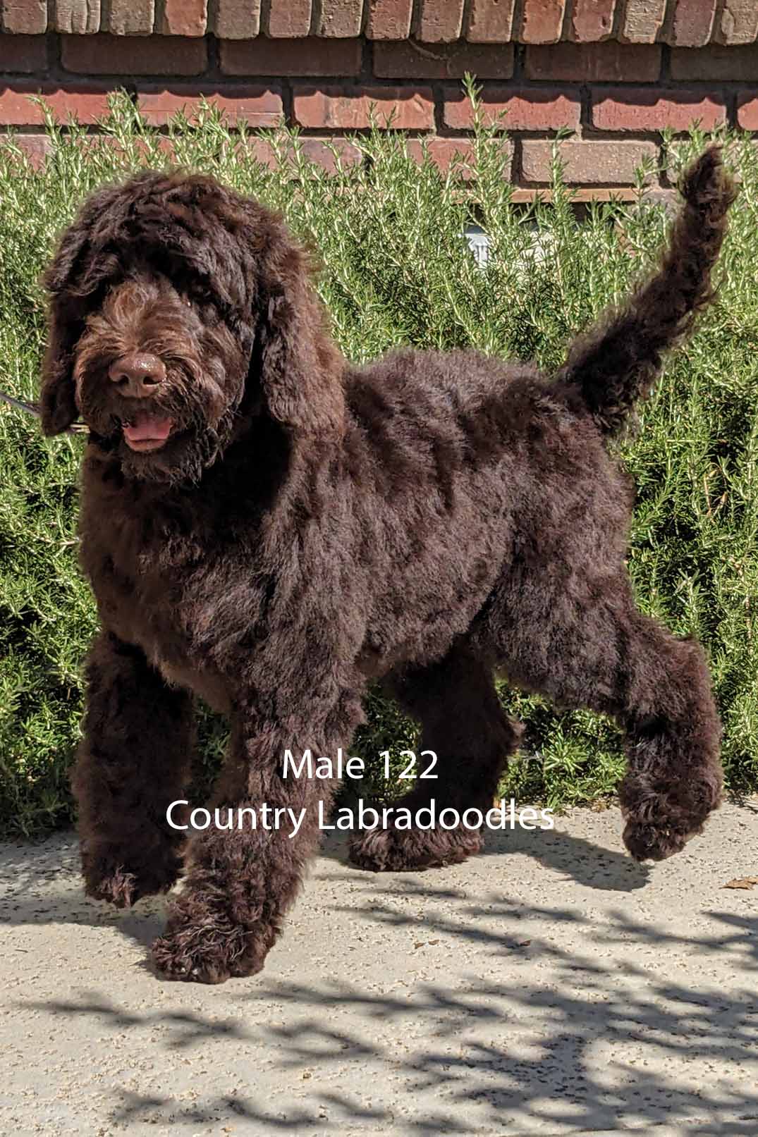 Chocolate Australian Labradoodle