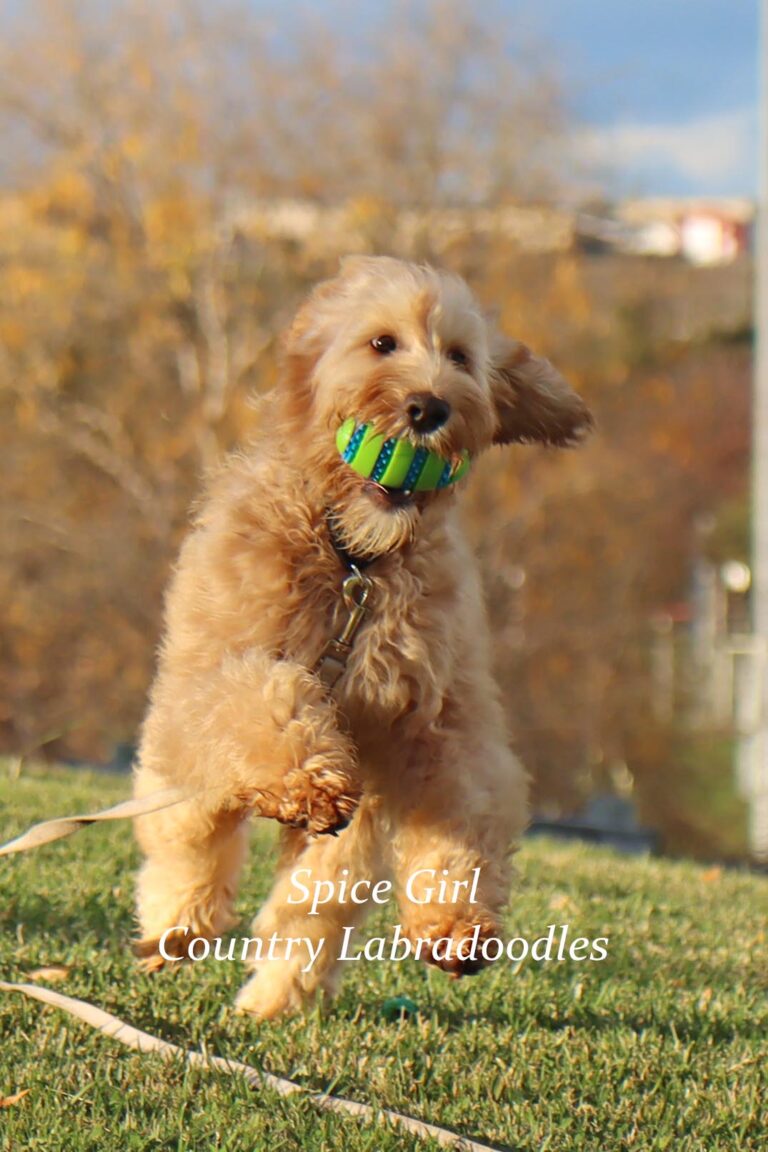 Available Puppies | Country Labradoodles Country Labradoodles