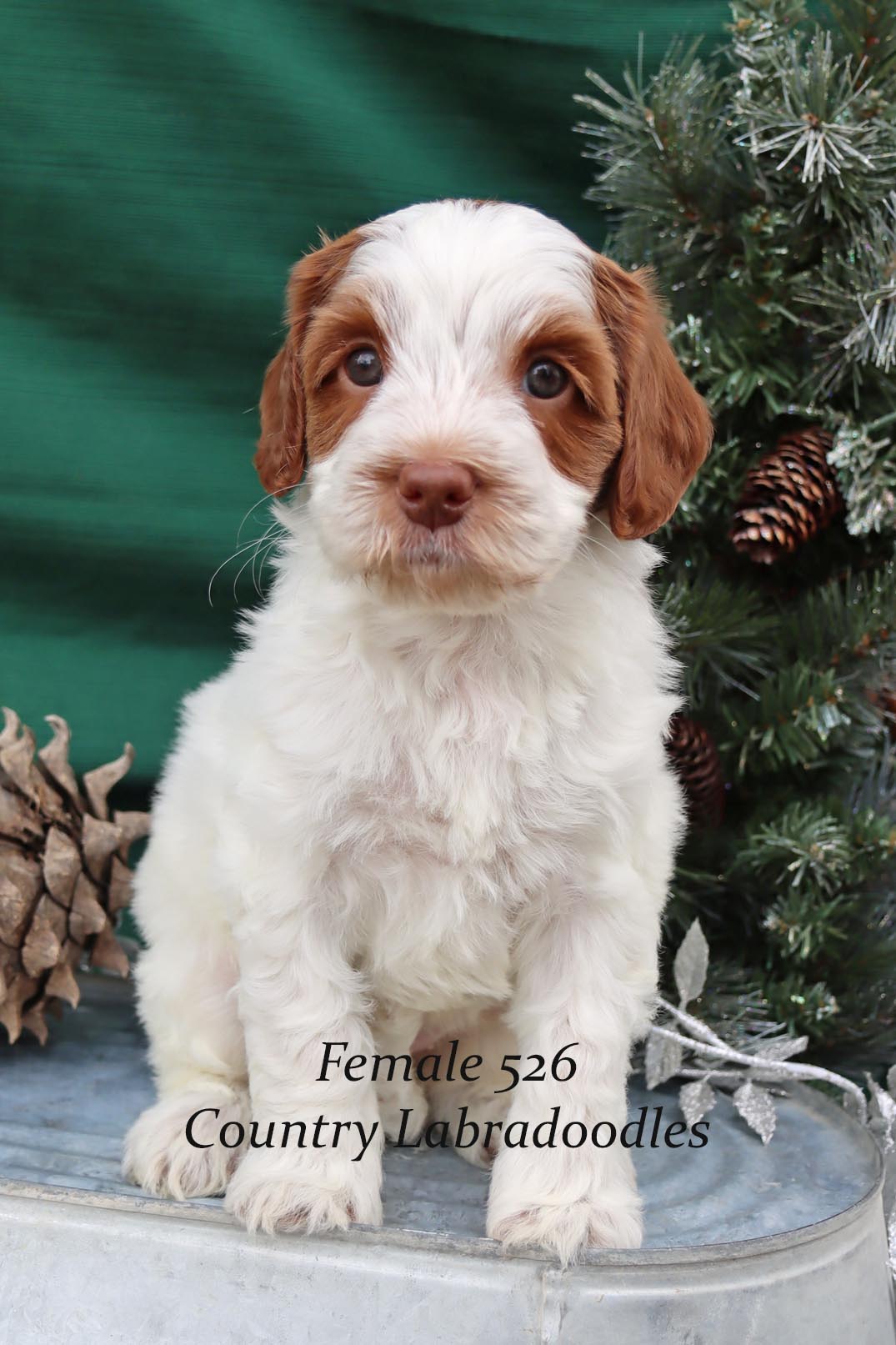 Available Puppies | Country Labradoodles Country Labradoodles