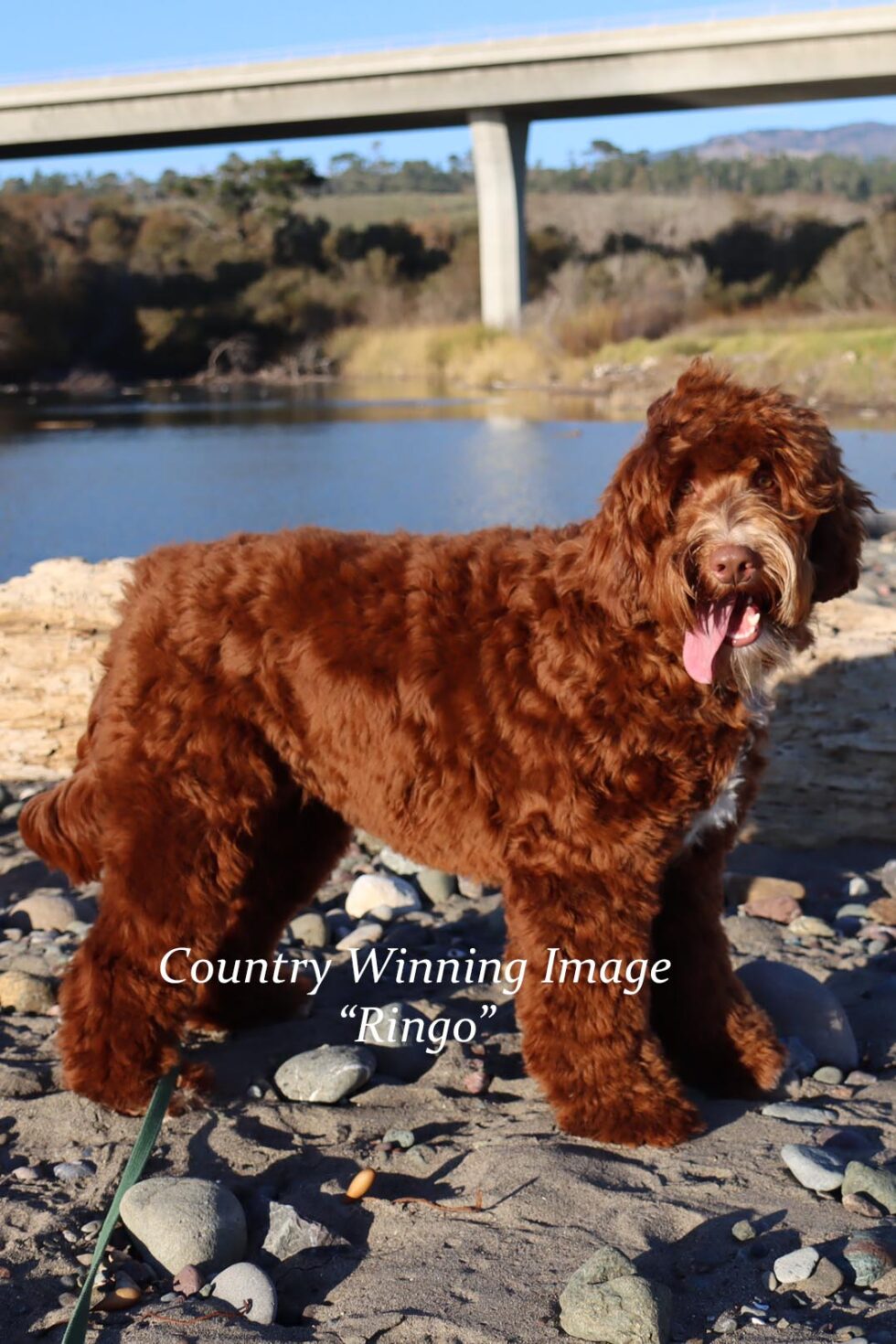 Available Puppies | Country Labradoodles Country Labradoodles