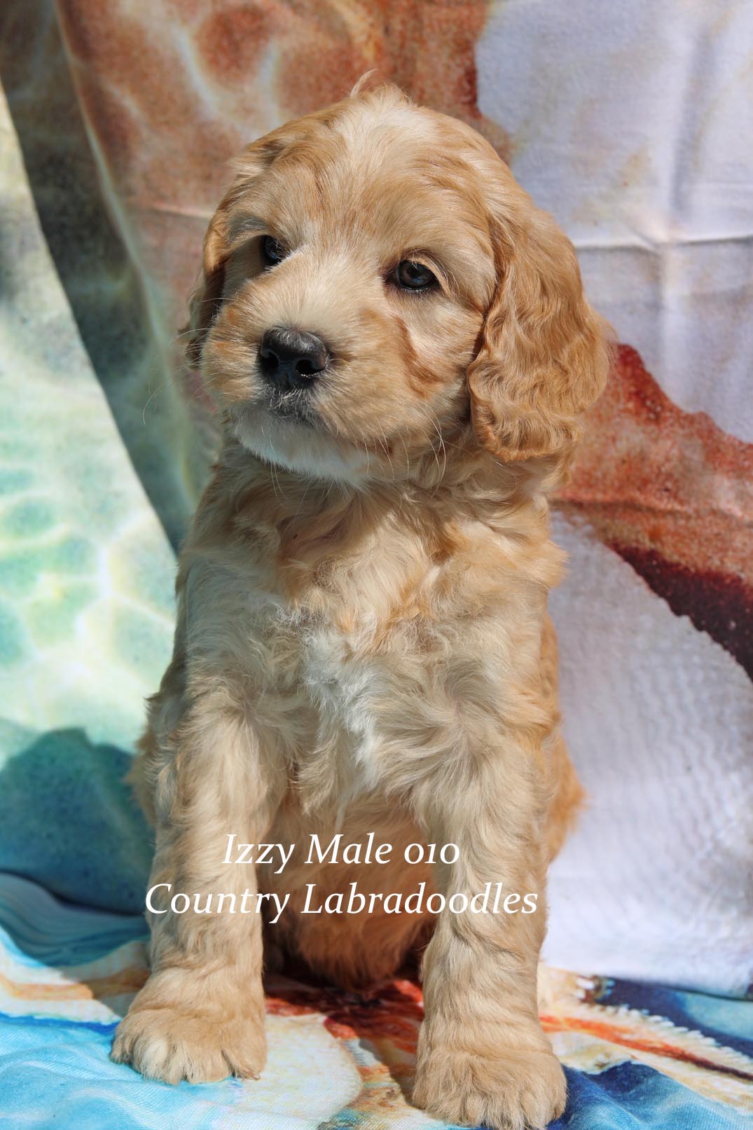 Available Puppies | Country Labradoodles Country Labradoodles