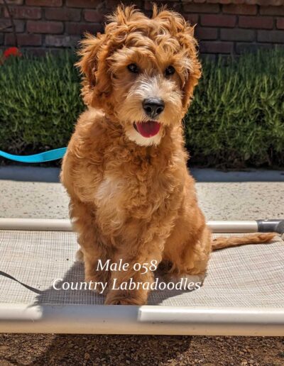 Available Puppies | Country Labradoodles Country Labradoodles