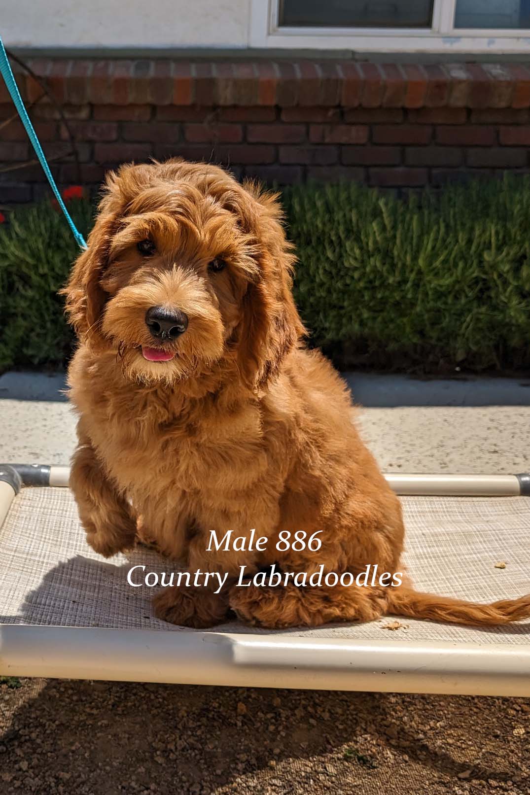 Available Puppies | Country Labradoodles Country Labradoodles