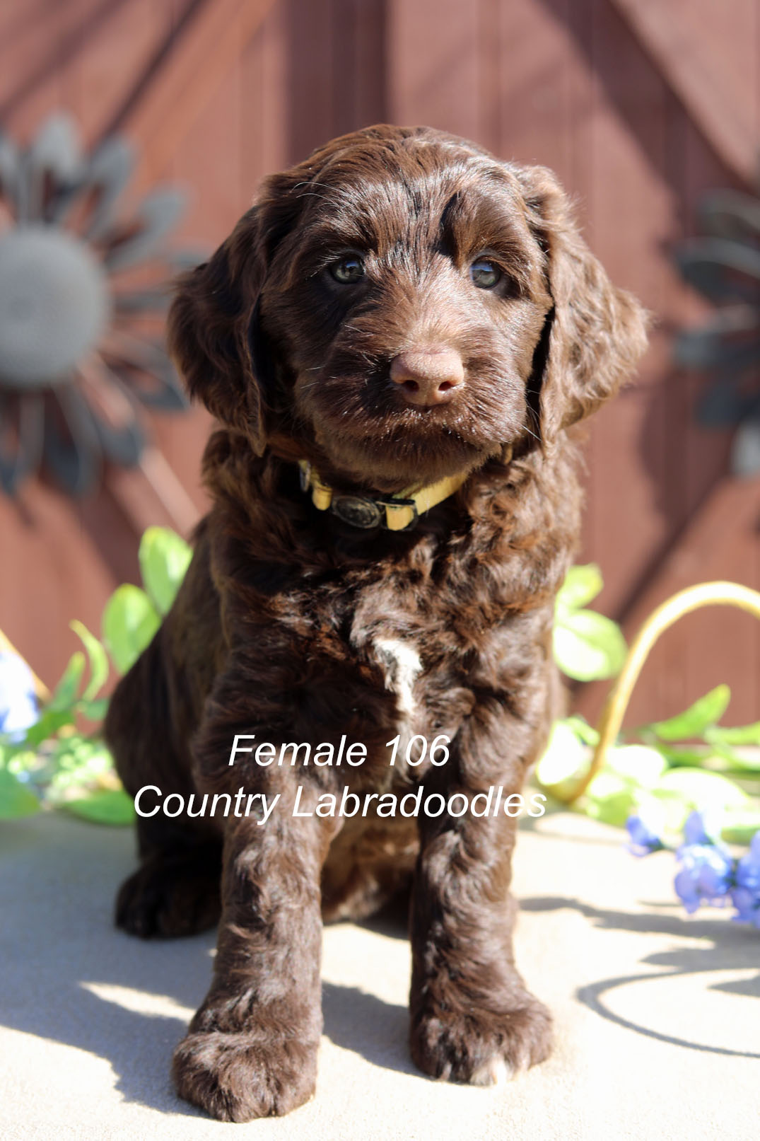 Available Puppies | Country Labradoodles Country Labradoodles