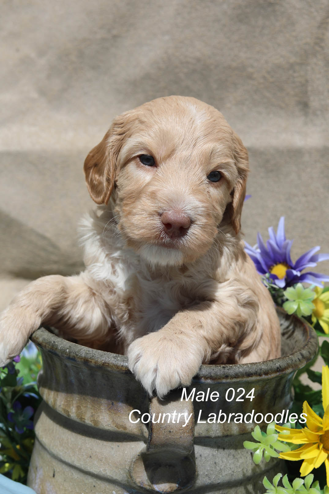 Available Puppies | Country Labradoodles Country Labradoodles