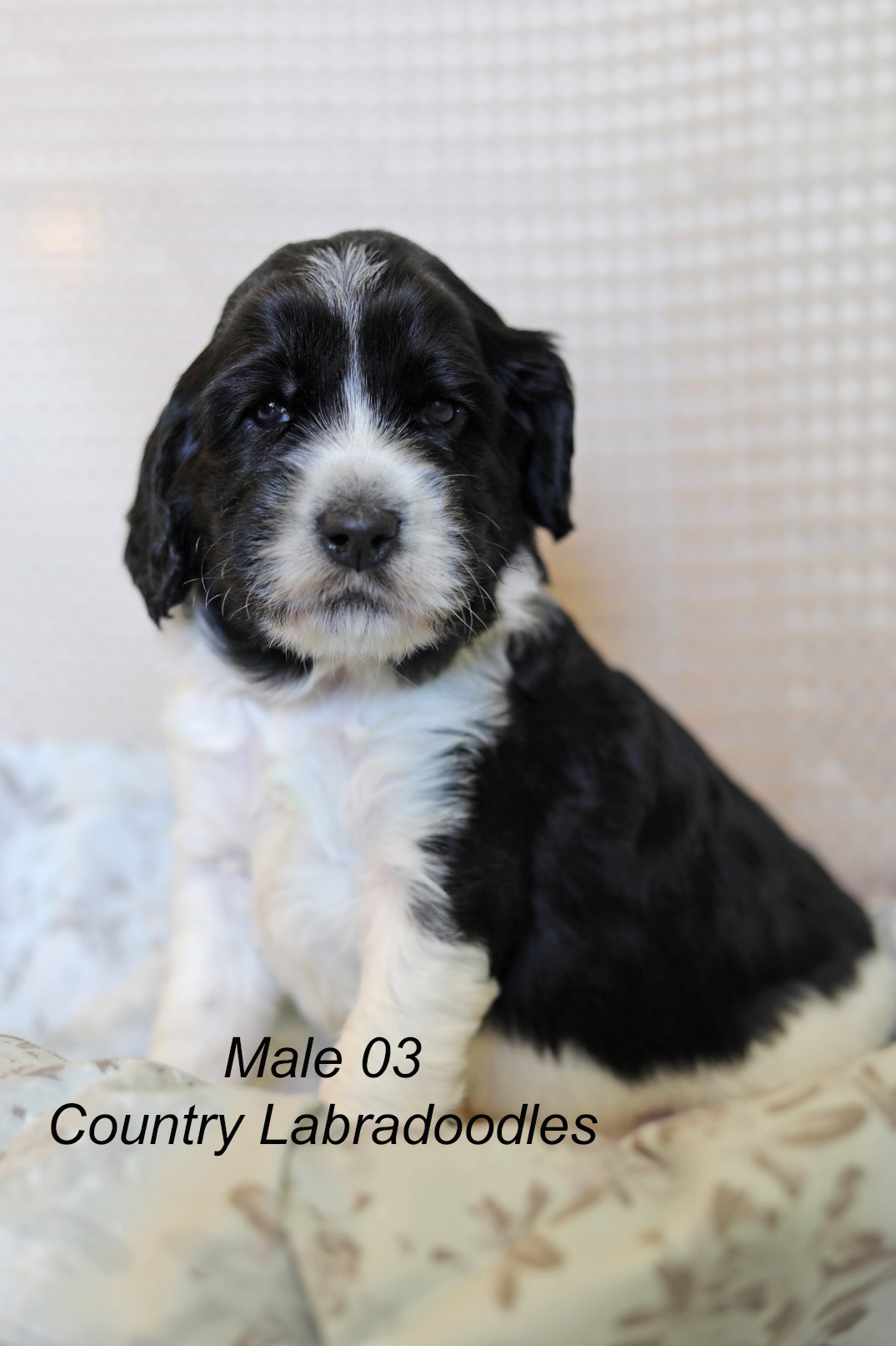 Available Puppies | Country Labradoodles Country Labradoodles