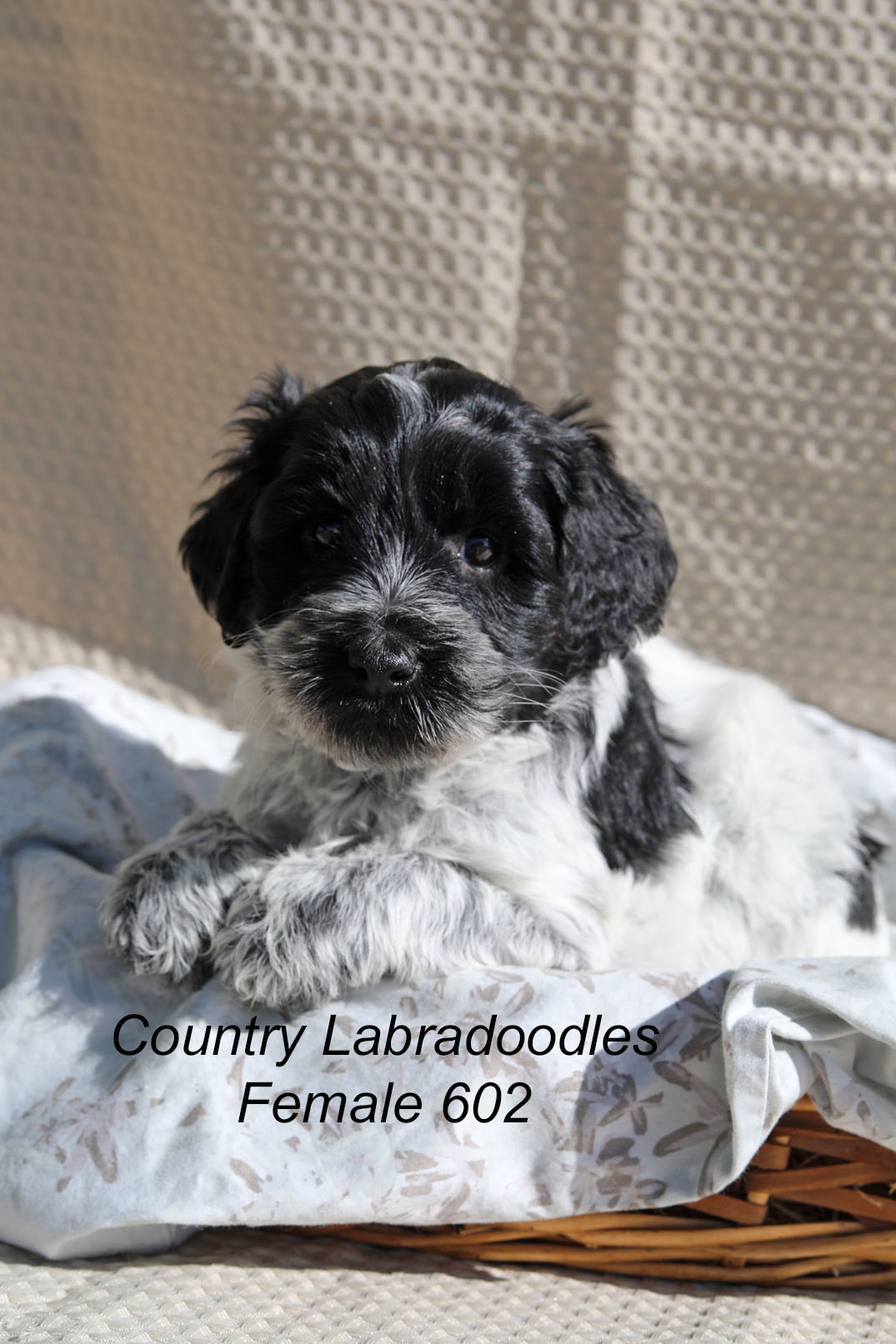 Available Puppies | Country Labradoodles Country Labradoodles