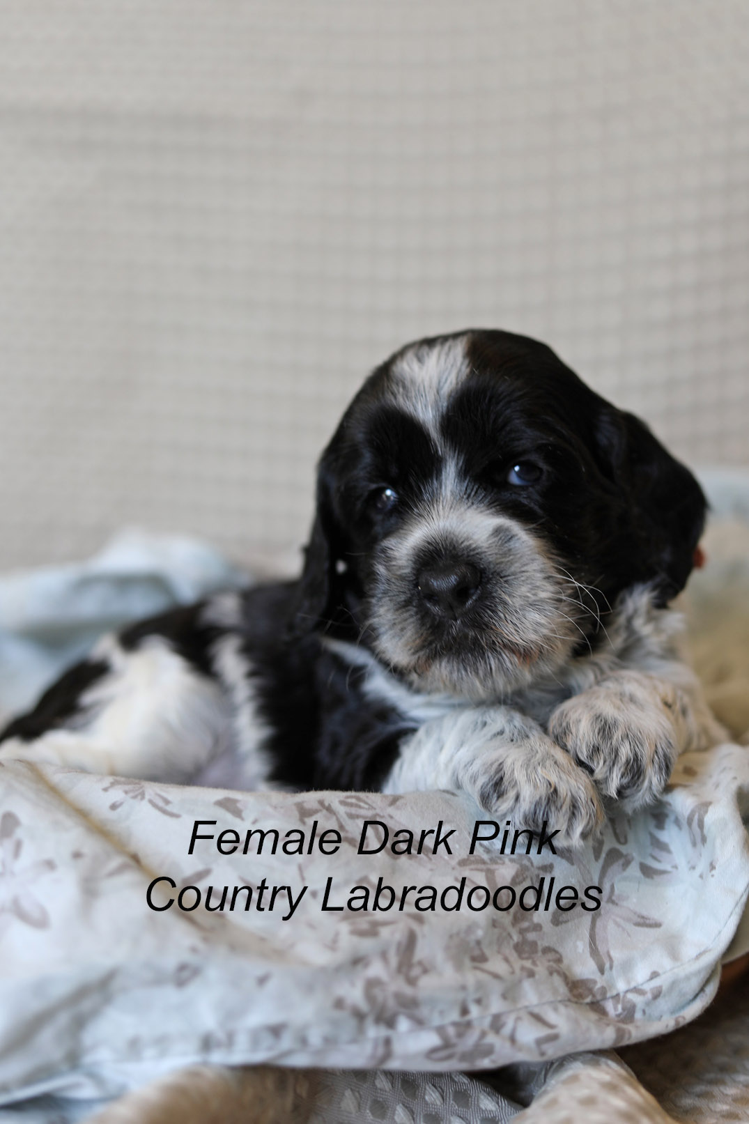 Available Puppies | Country Labradoodles Country Labradoodles