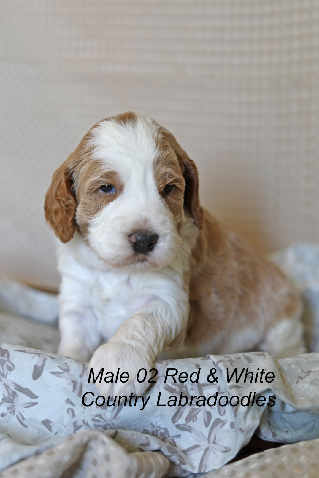 Available Puppies | Country Labradoodles Country Labradoodles