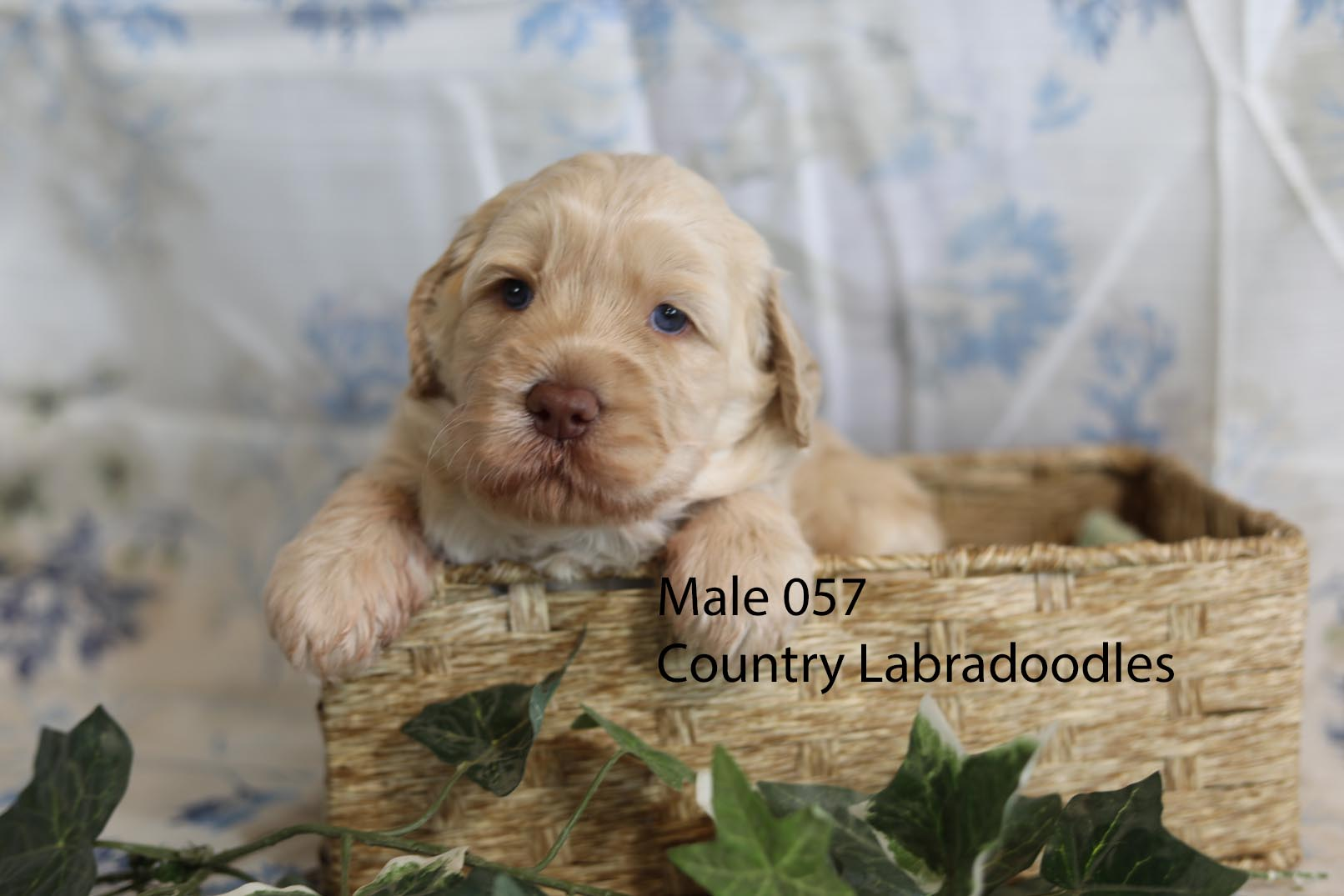 Available Puppies | Country Labradoodles Country Labradoodles