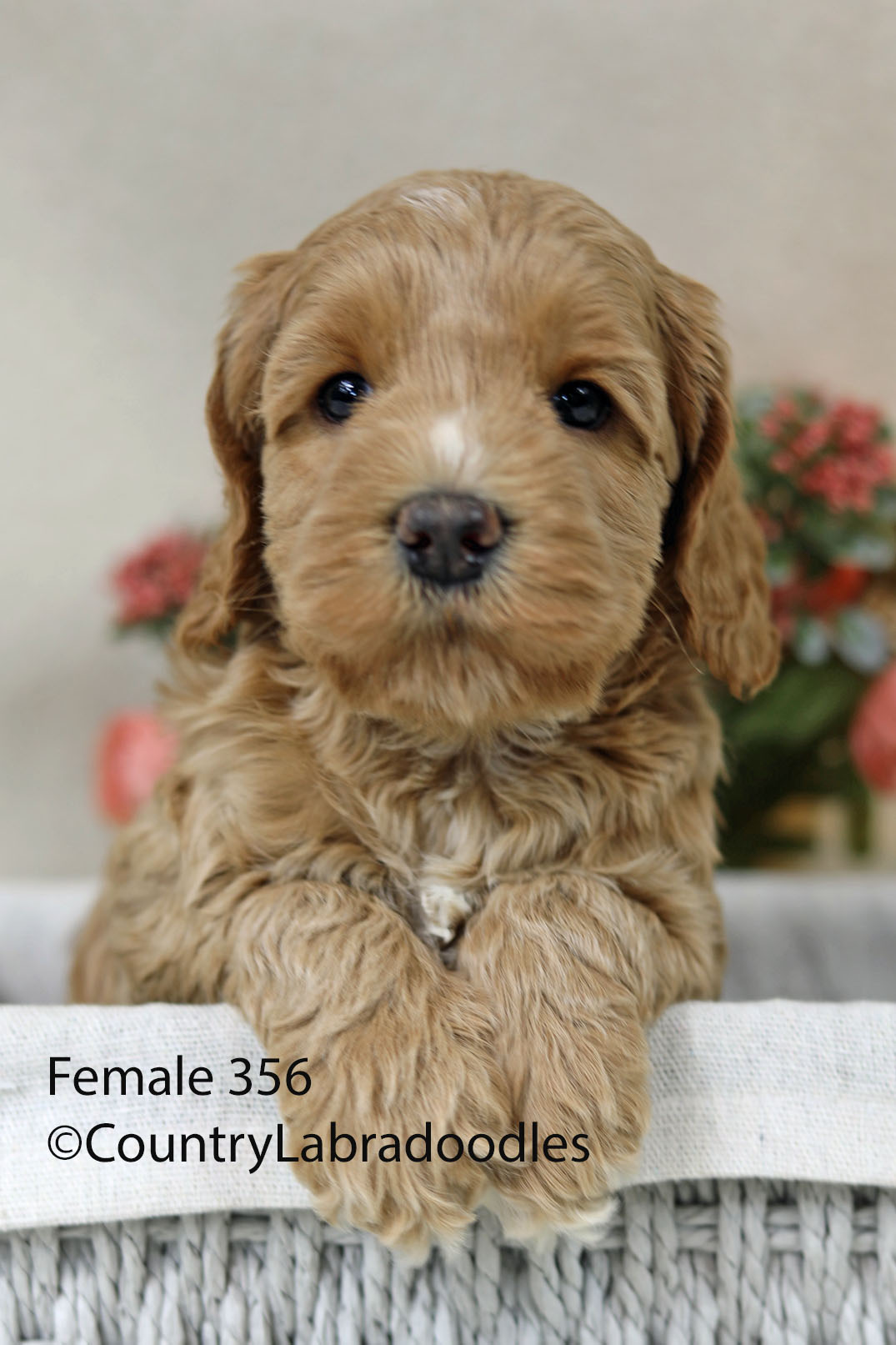 Available Puppies | Country Labradoodles Country Labradoodles