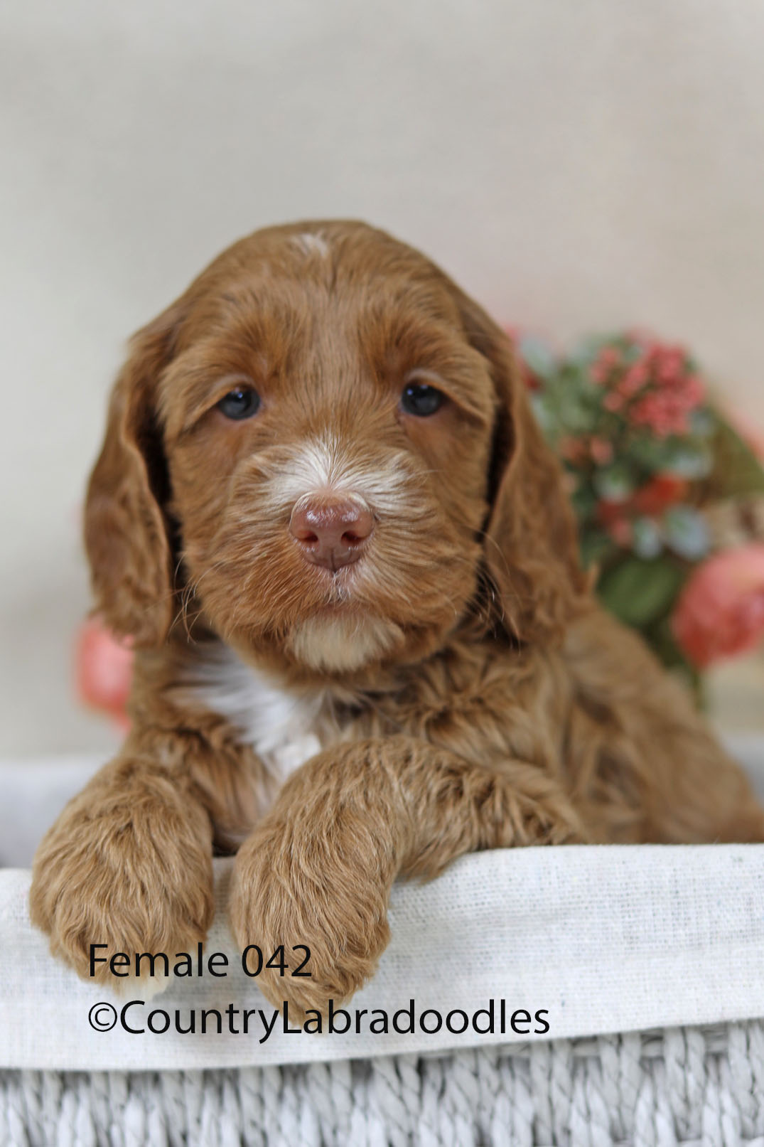 Available Puppies | Country Labradoodles Country Labradoodles