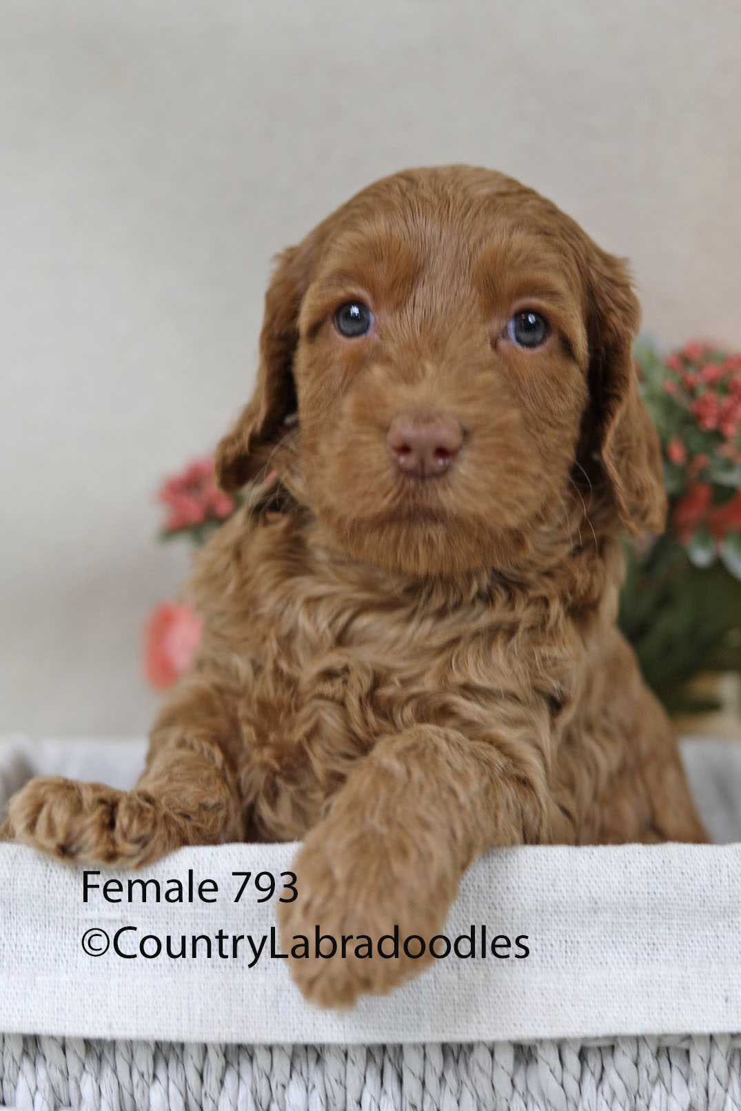 Available Puppies | Country Labradoodles Country Labradoodles
